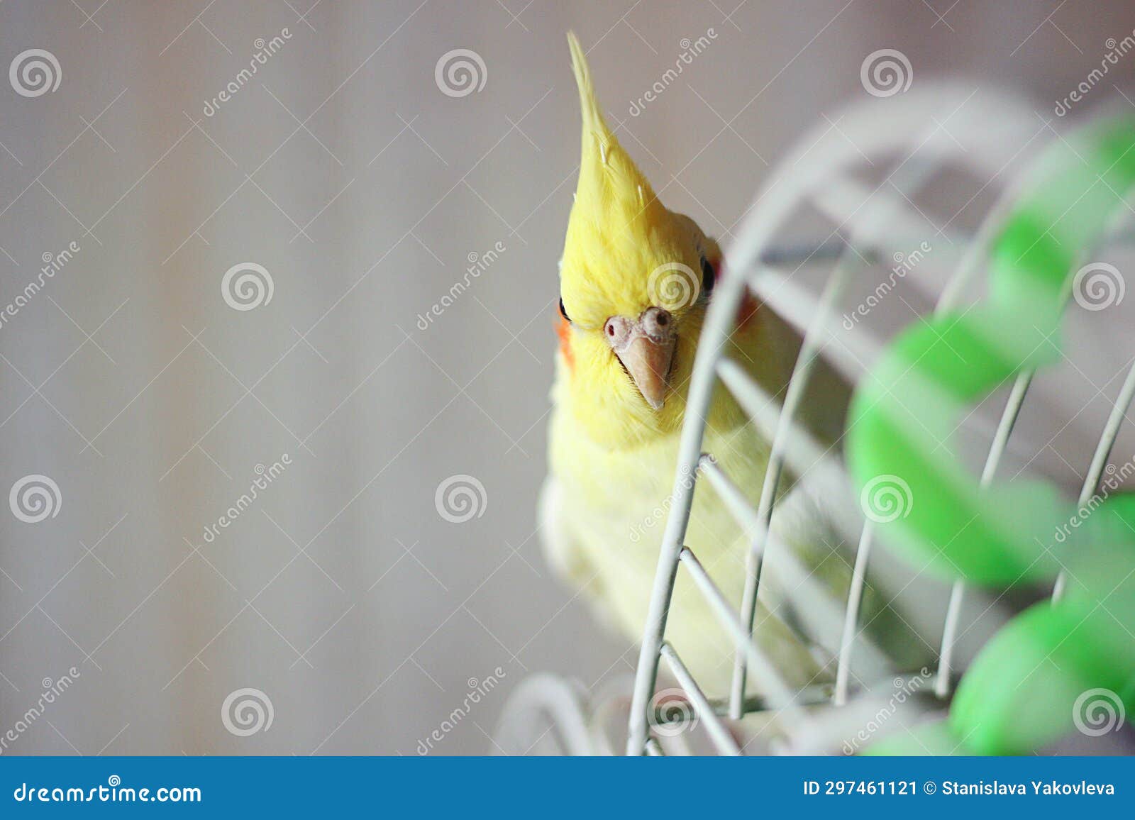 Yellow Bird Corella Parrot Sitting on a Cage Stock Image - Image of ...