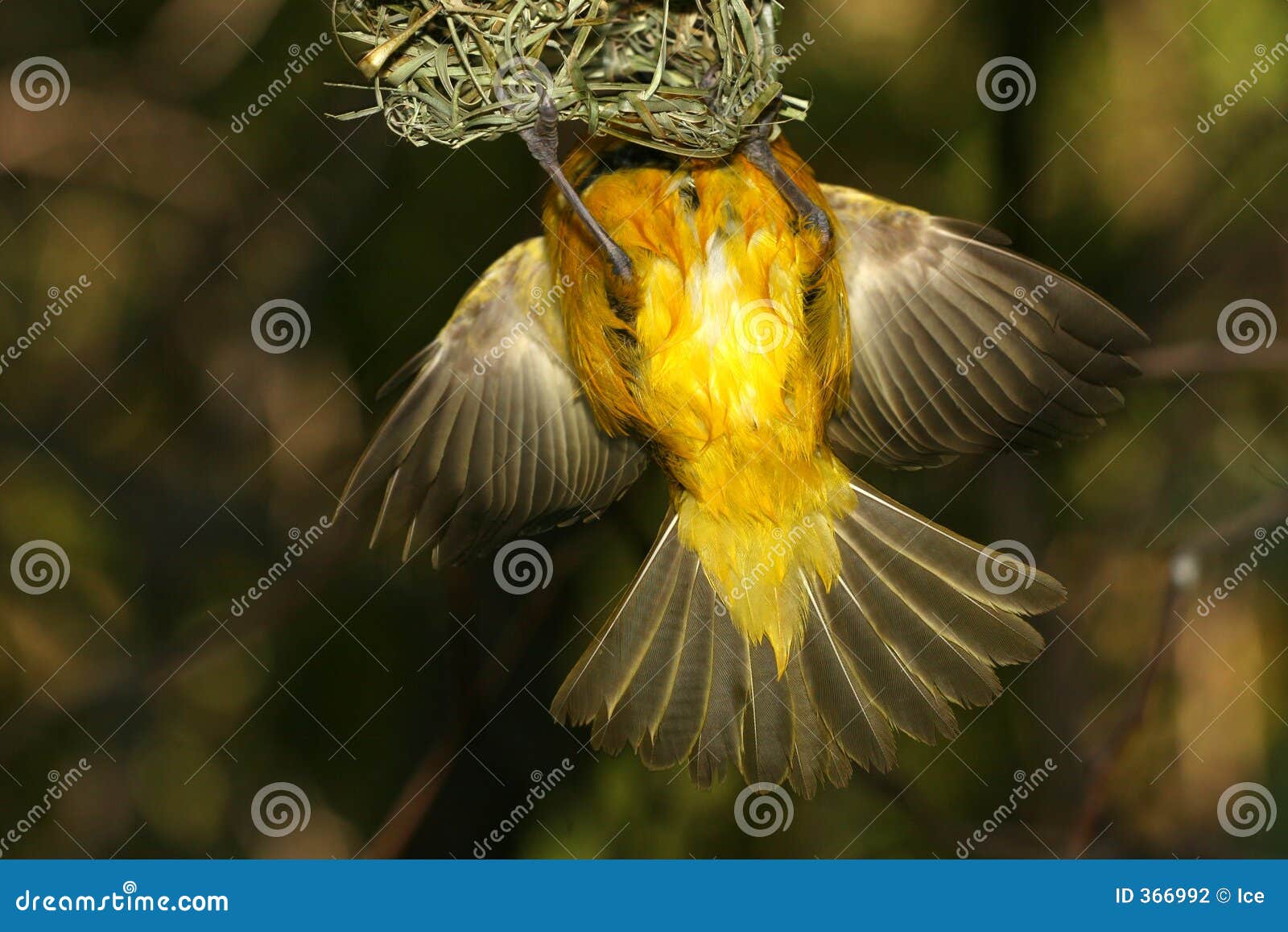 Yellow bird entering nest stock photo. Image of animals - 366992