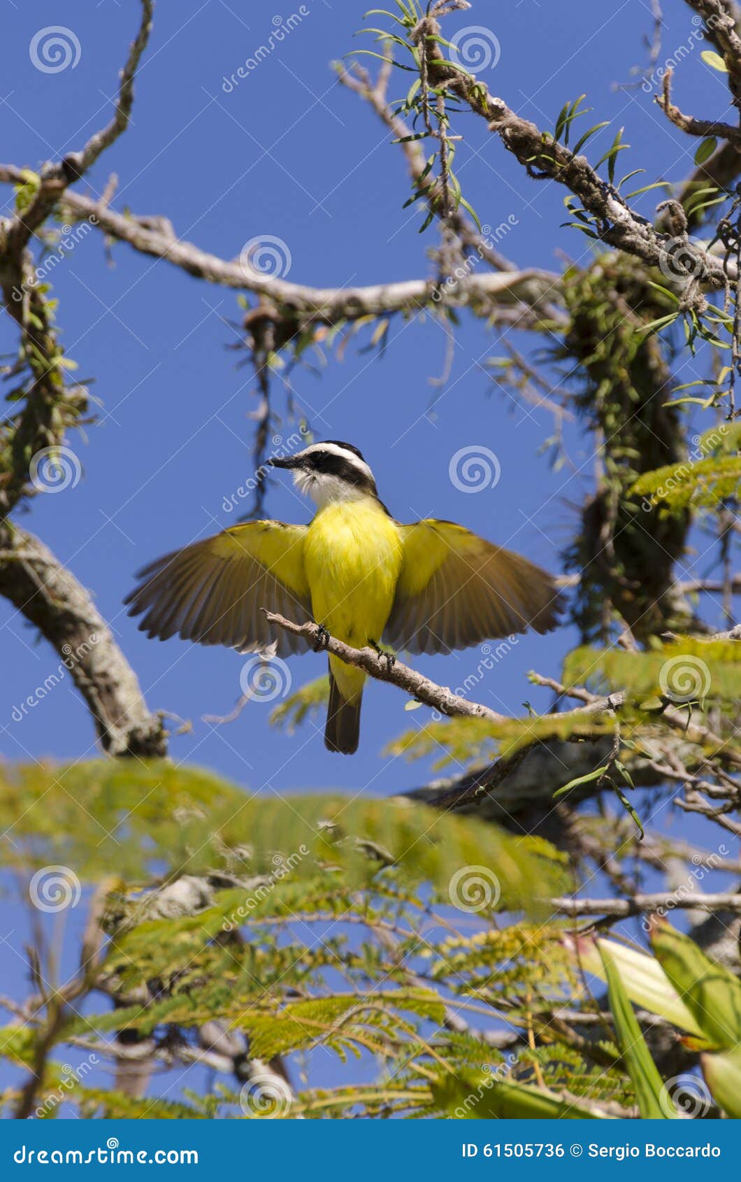 Yellow Bird Flapping Its Wings Stock Photo - Image of wings, yellow ...