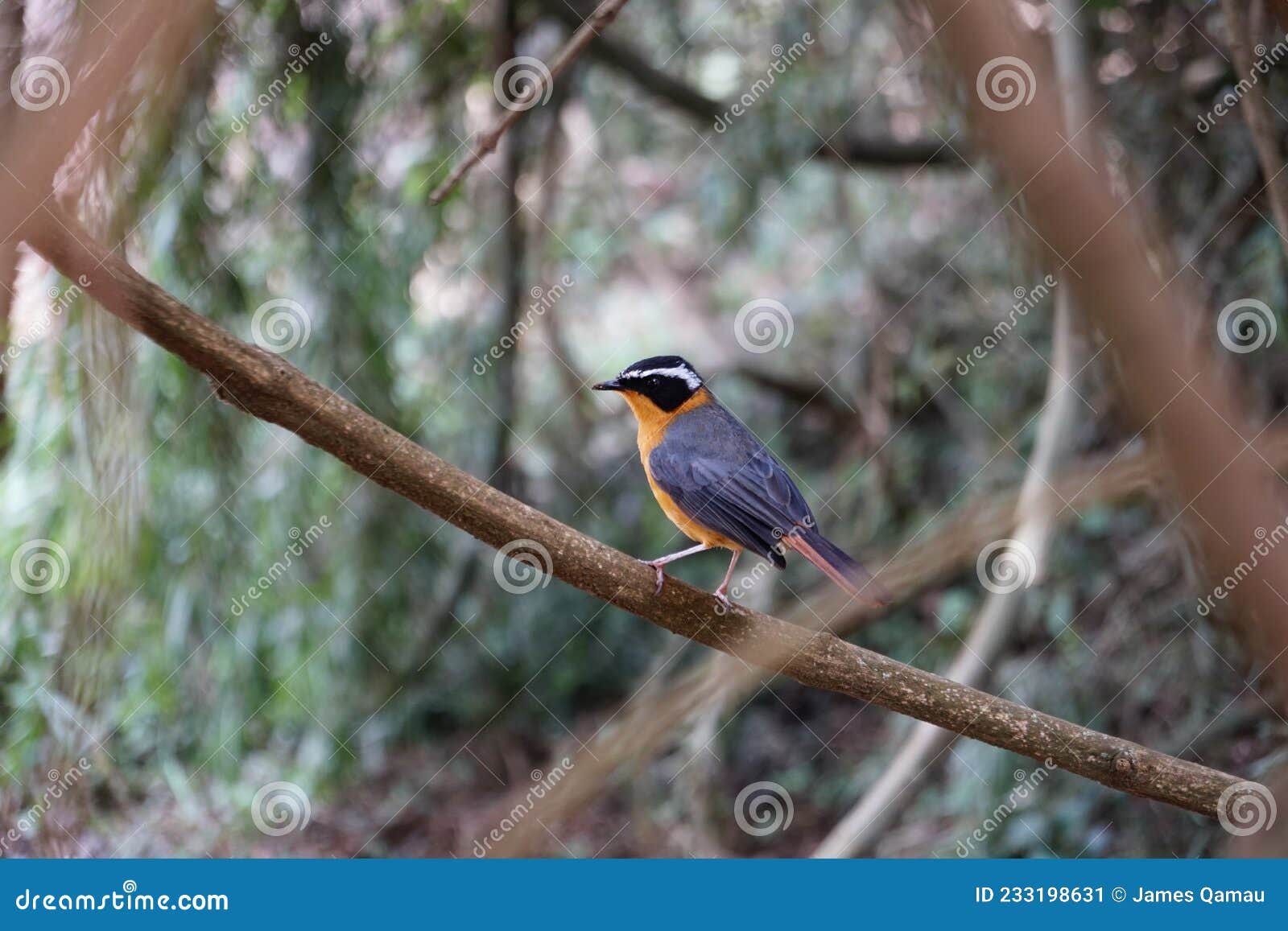 The yellow bird of Karura stock image. Image of short - 233198631