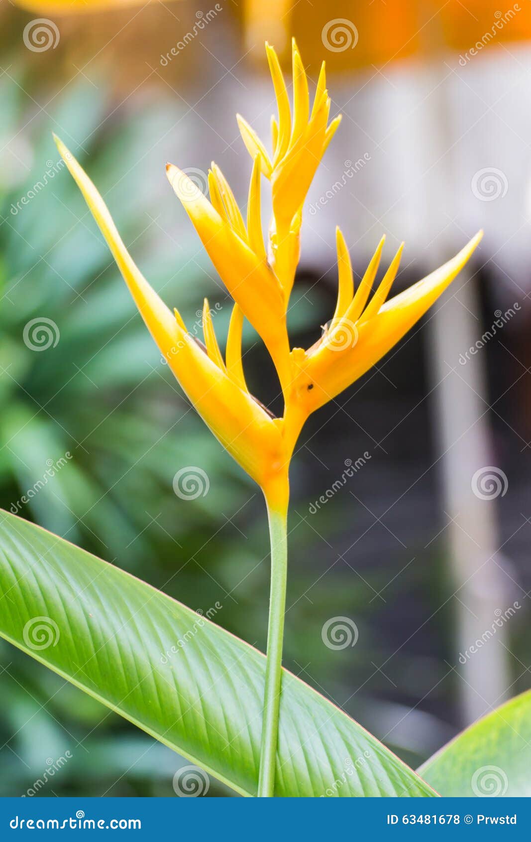 Yellow Bird of Paradise Flower Stock Photo - Image of floral, jungle ...