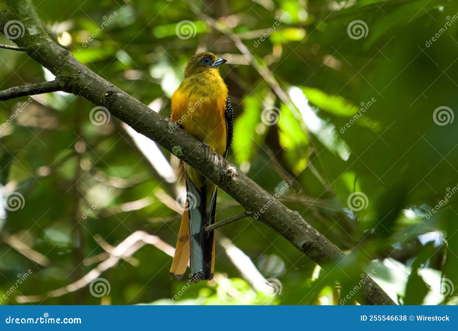 Yellow Bird Perching on a Tree Branch in the Forest Stock Photo - Image ...