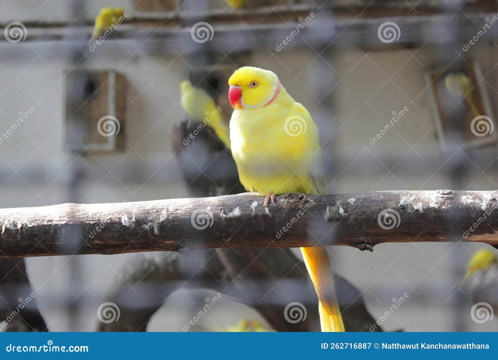 A Yellow Bird with a Red Beak Looking at the Camera. Stock Image ...
