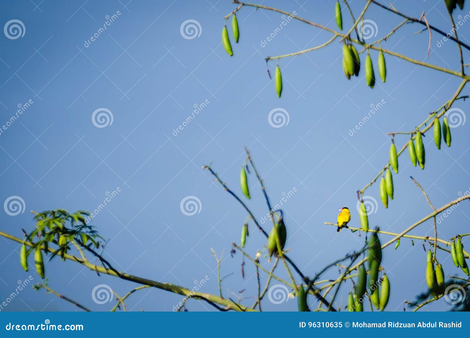 Yellow Bird stock image. Image of plant, animals, resting - 96310635
