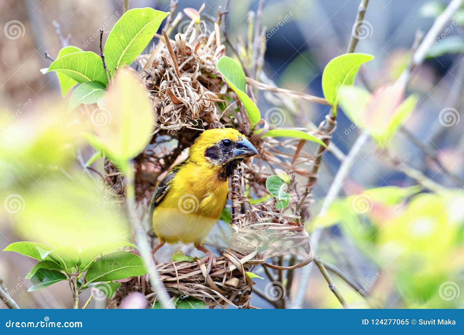 Yellow Bird Singing in the Spring on a Tree Stock Image - Image of bird ...