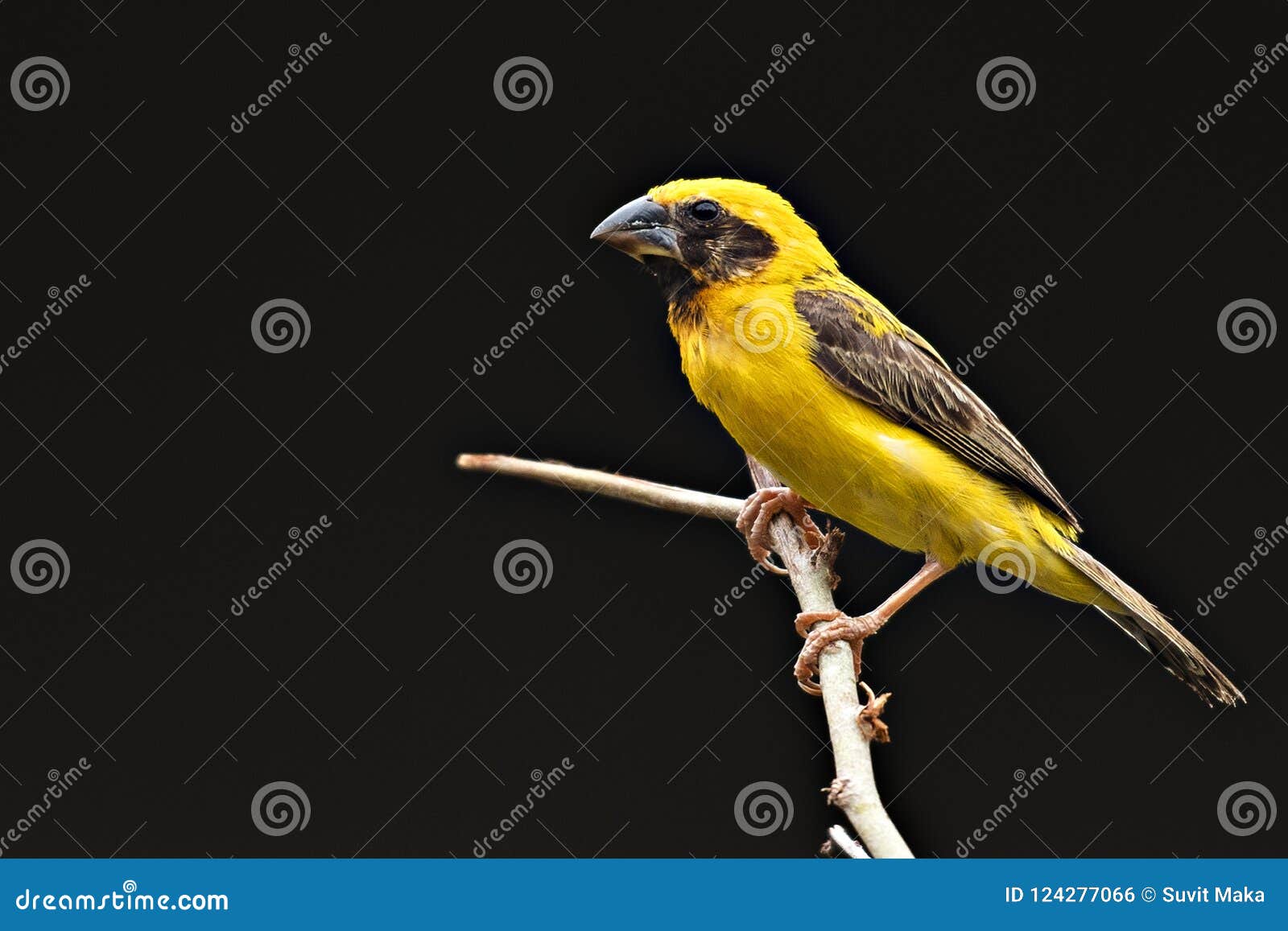 Yellow Bird Singing in the Spring on a Tree Stock Photo - Image of ...