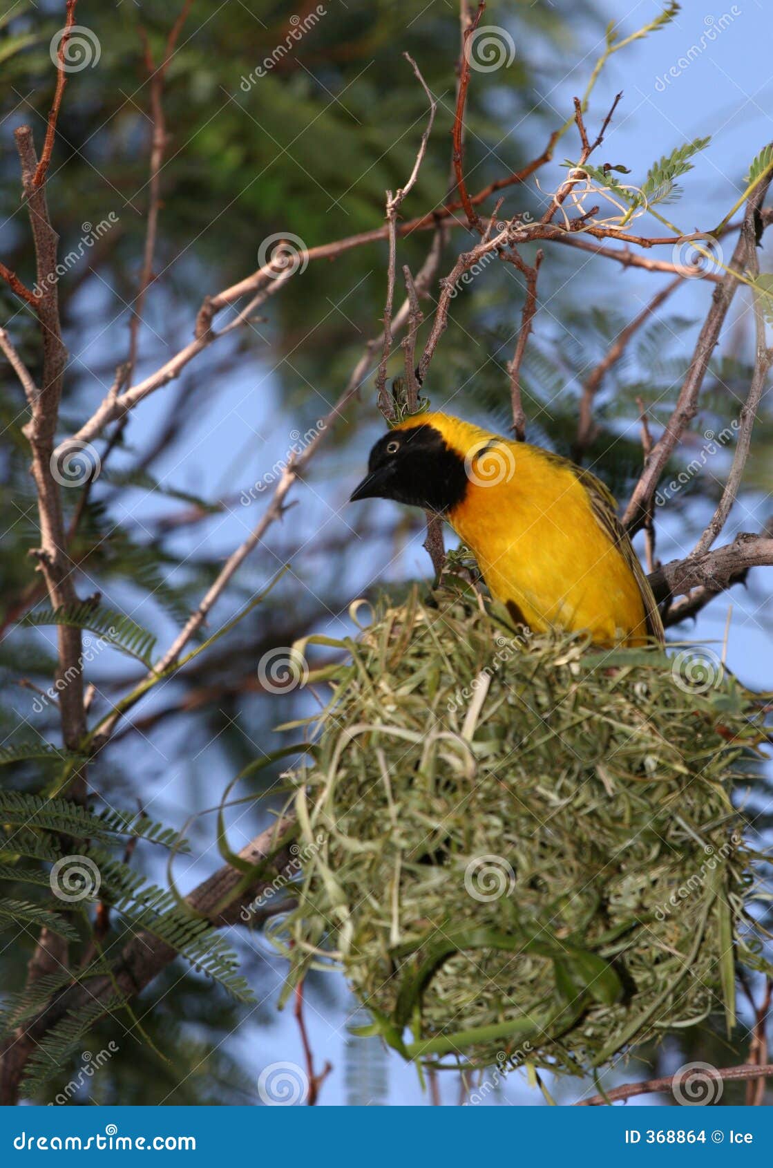 Yellow Bird Sitting High in Air on Nest Stock Photo - Image of building ...