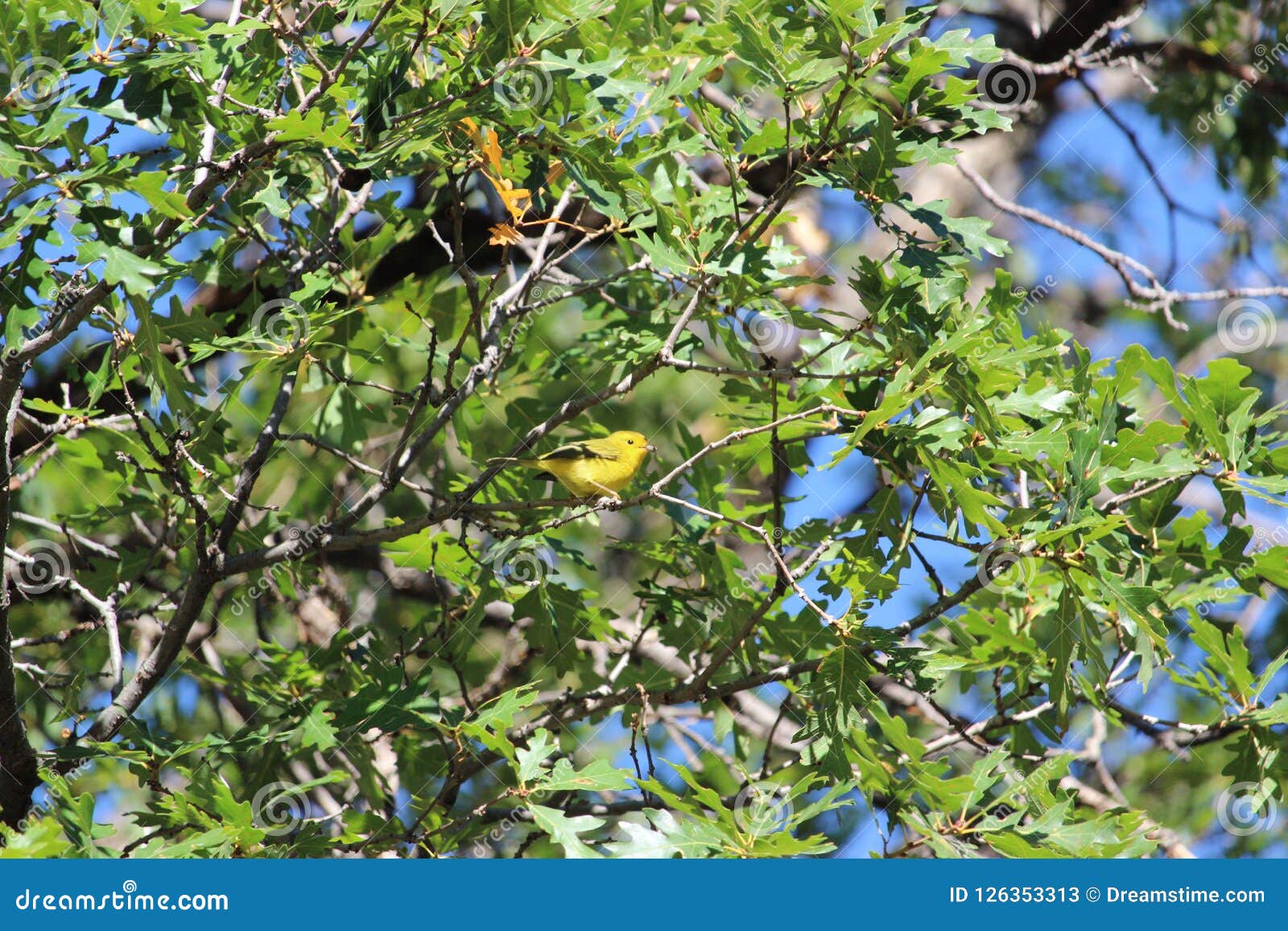 Yellow Bird on the Top of the Tree Stock Image - Image of inthemorning ...