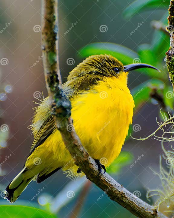 Yellow bird on tree stock photo. Image of bright, bird - 10253708