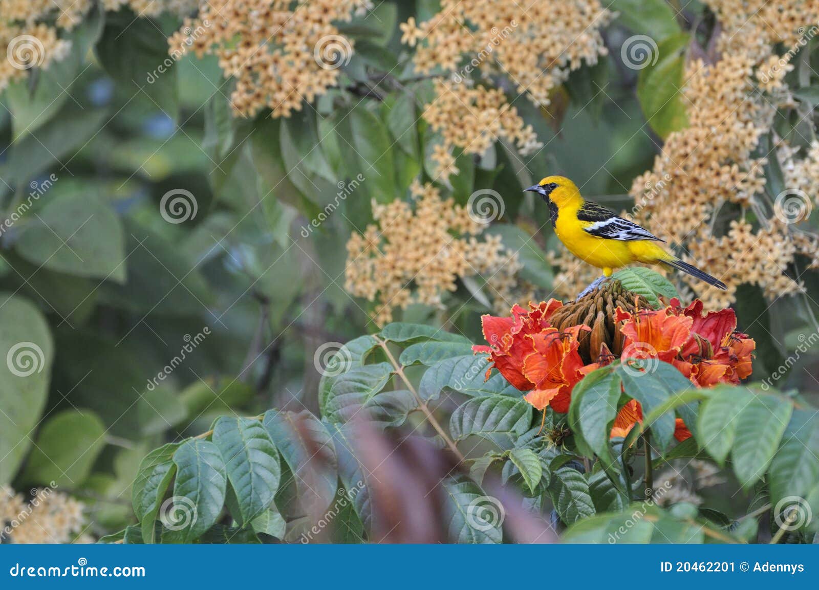 Yellow bird on a tree stock image. Image of tropical - 20462201