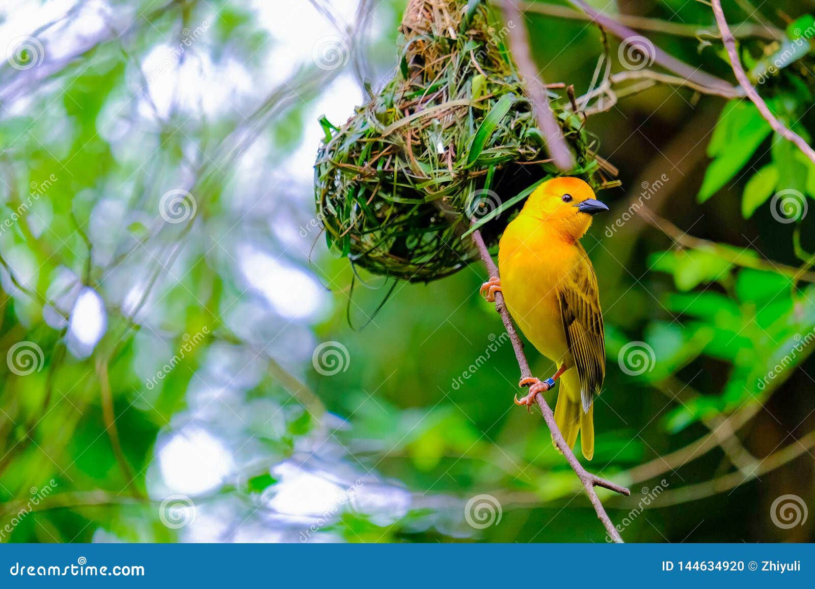 Yellow Bird on tree branch stock photo. Image of colonies - 144634920