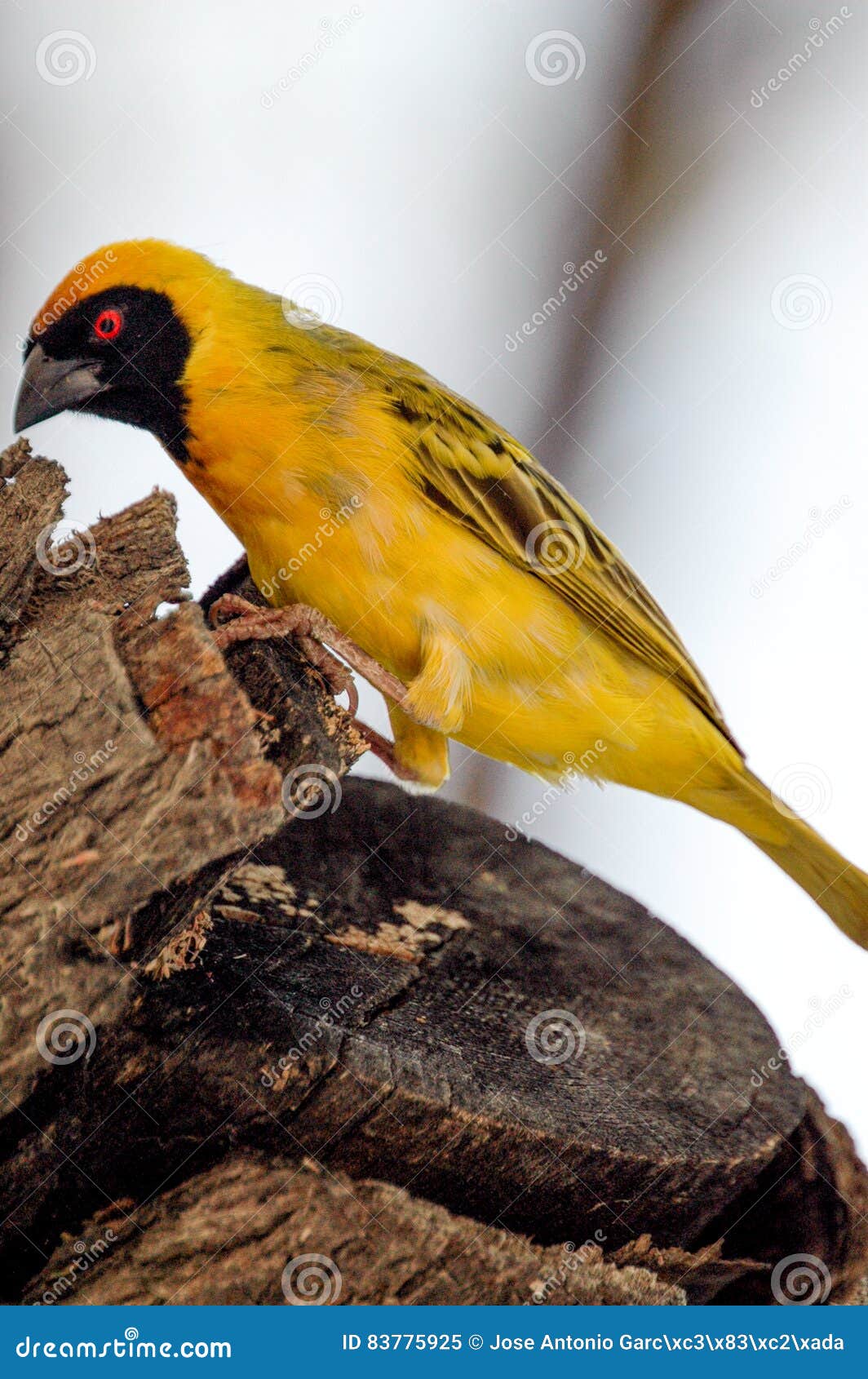 Yellow bird in tree stock image. Image of aves, safari - 83775925