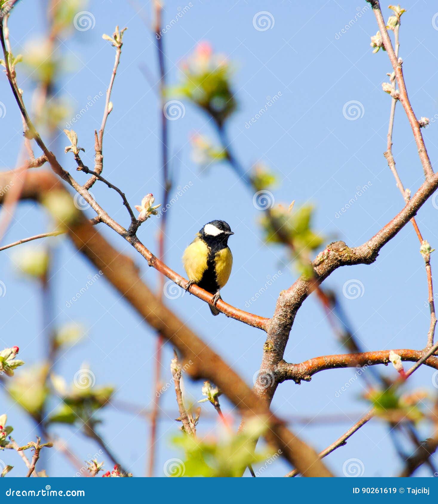 Yellow bird on a tree stock image. Image of songbird - 90261619