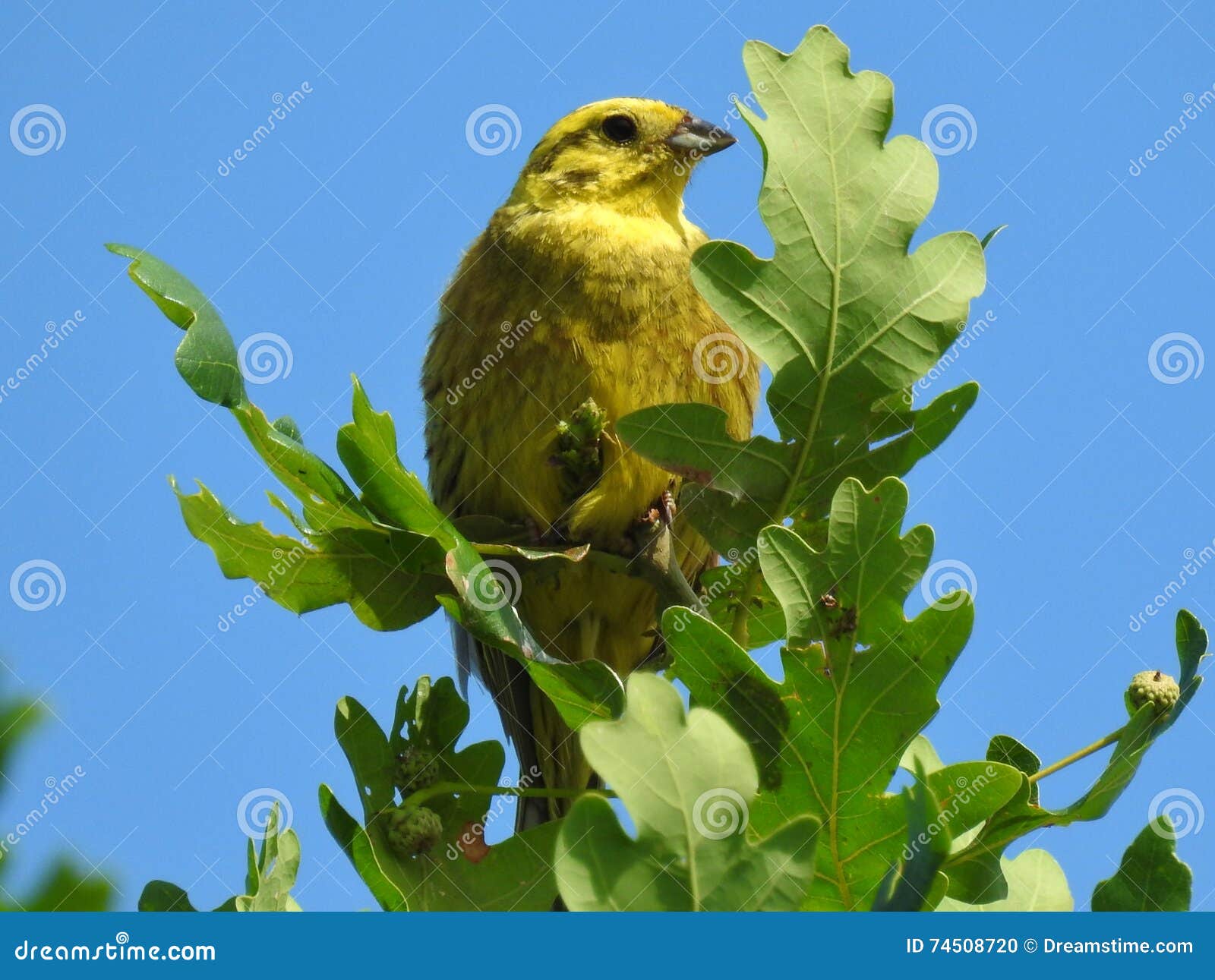 Yellow bird in the trees stock photo. Image of wildlife - 74508720