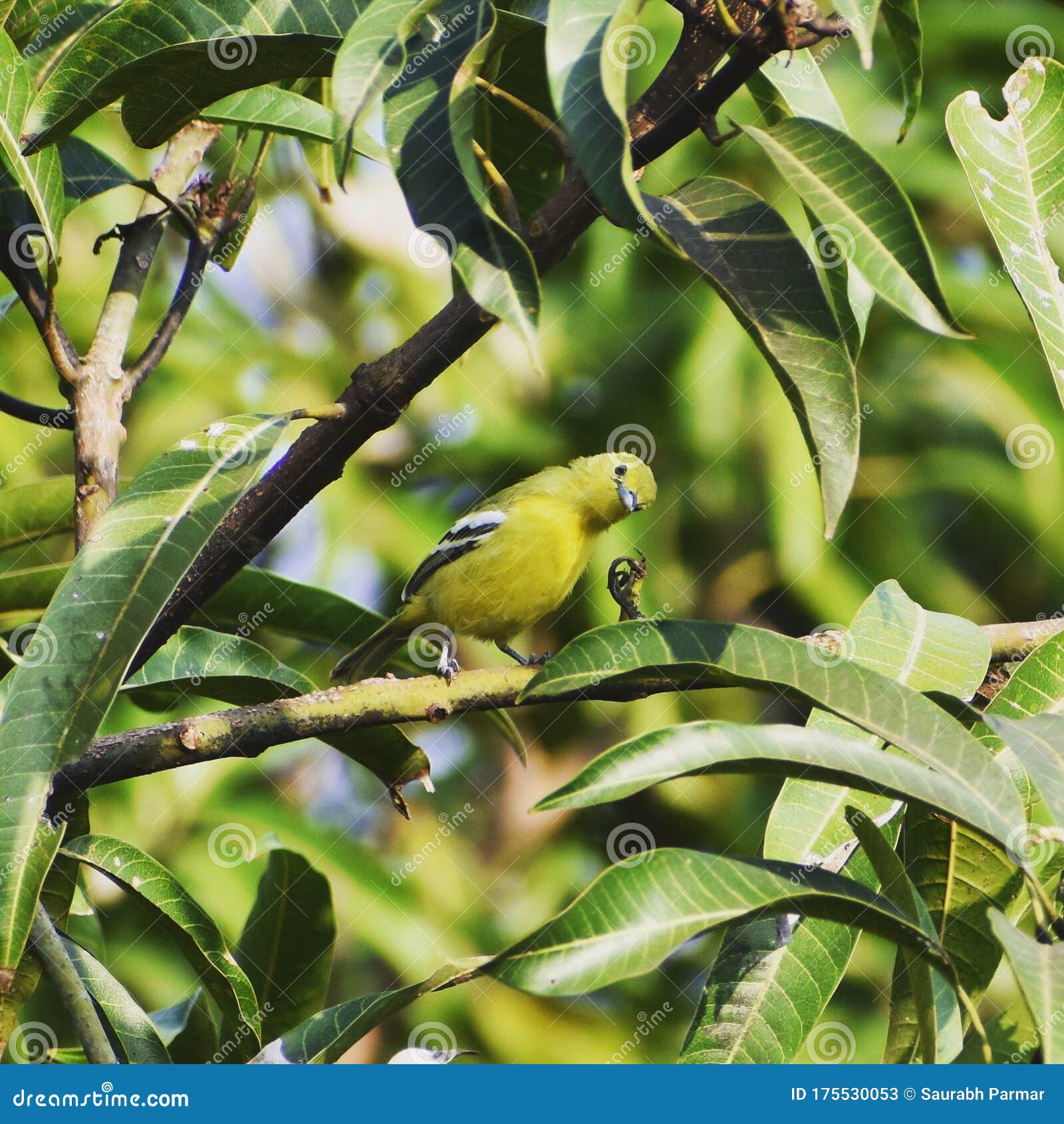 Yellow Bird. Unidentified. on a Mango Tree Branch. Stock Image - Image ...