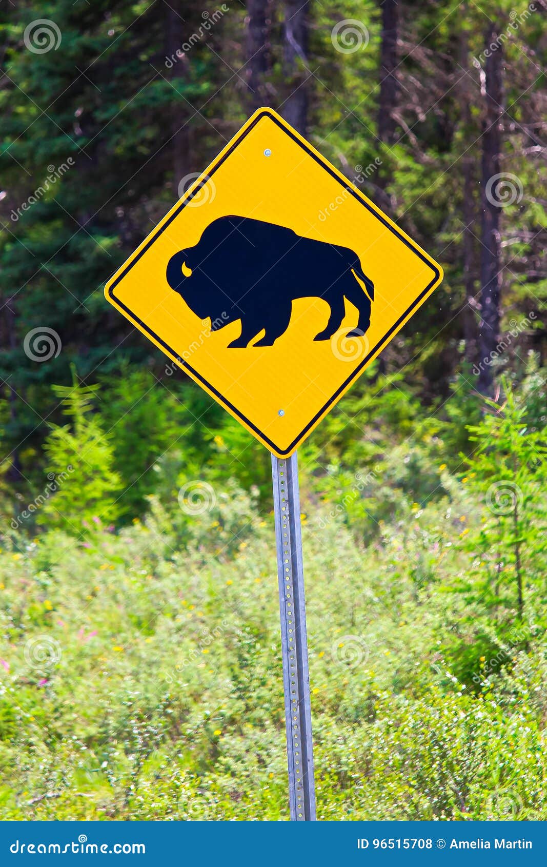 A Yellow Bison Warning Sign Along the Highway Stock Photo - Image of ...