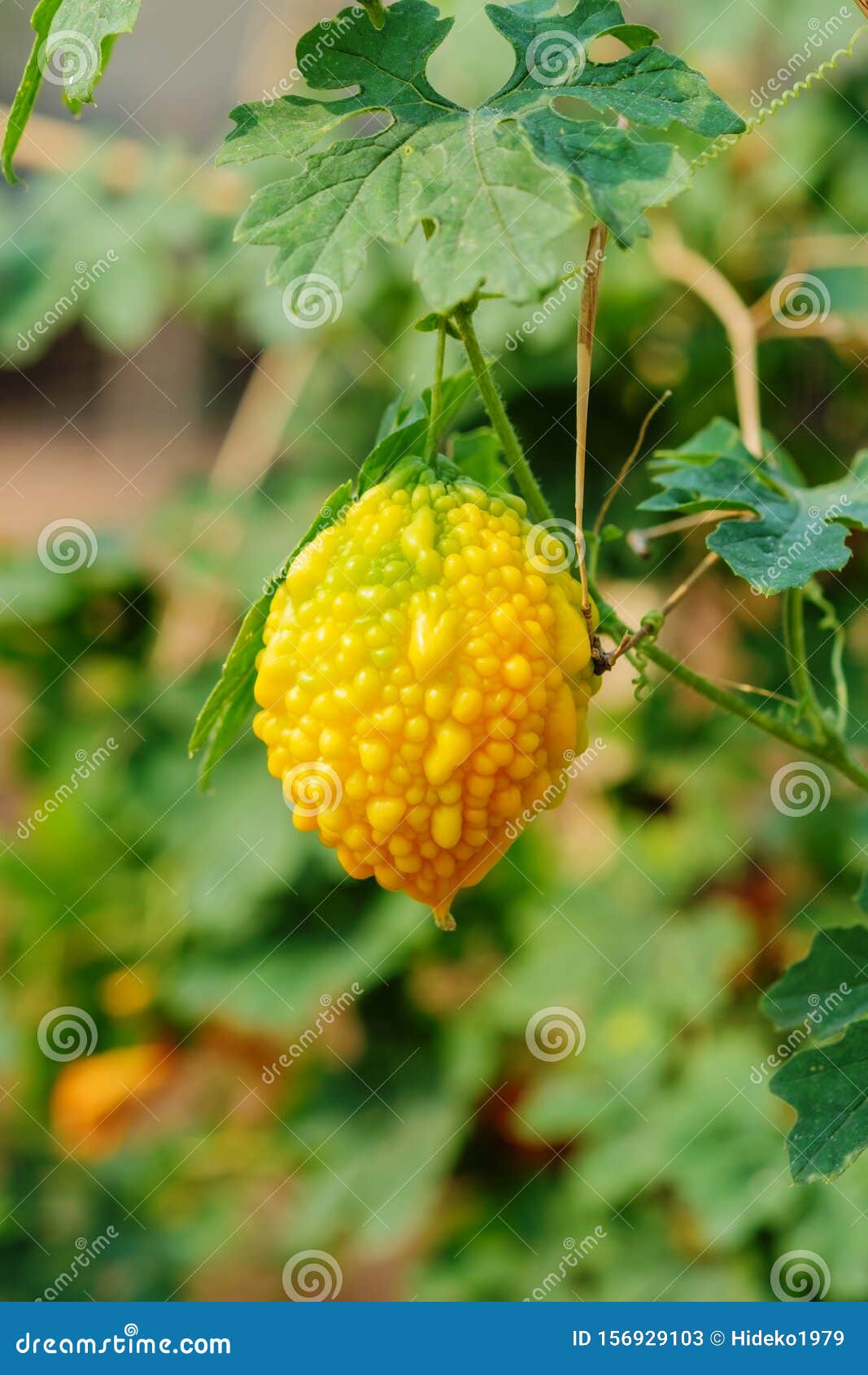 Yellow Bitter Guard in a Organic Farm Stock Image - Image of pavakka ...