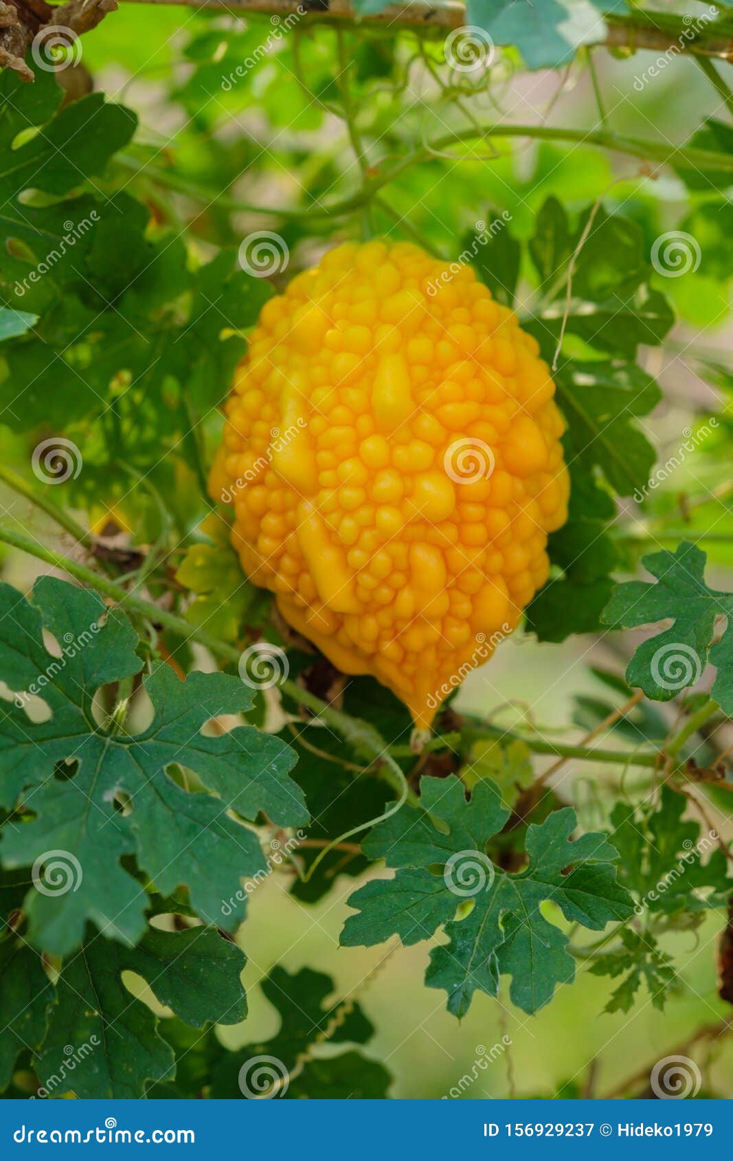 Yellow Bitter Gourd In Vegetable Garden Kerala Royalty-Free Stock Photo ...