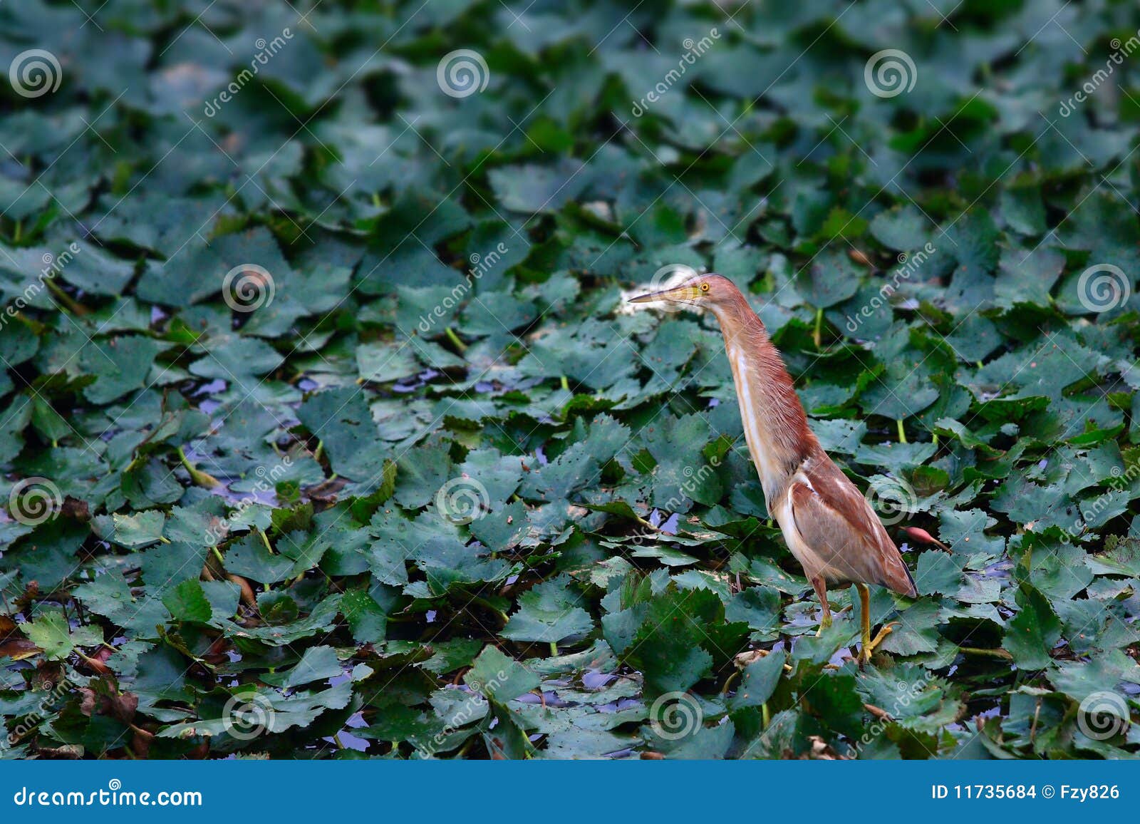 Yellow Bittern stock photo. Image of yellow, aquatic - 11735684
