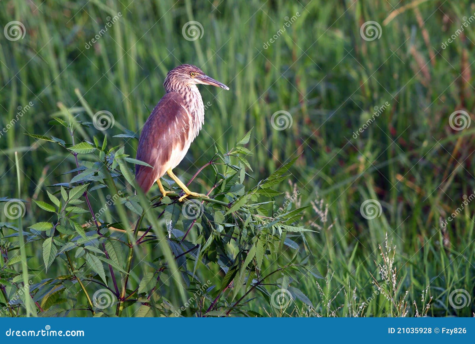 Yellow bittern stock photo. Image of bittern, wait, birs - 21035928