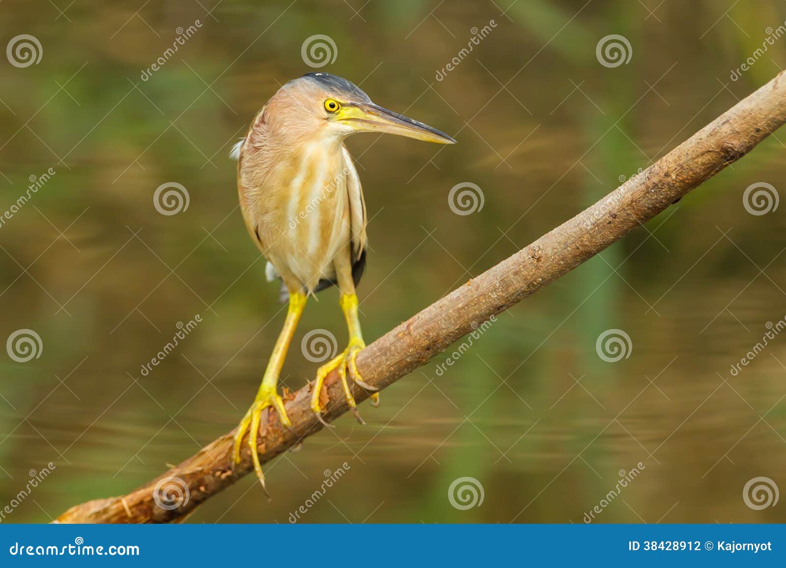 Yellow Bittern stock photo. Image of avian, female, bittern - 38428912