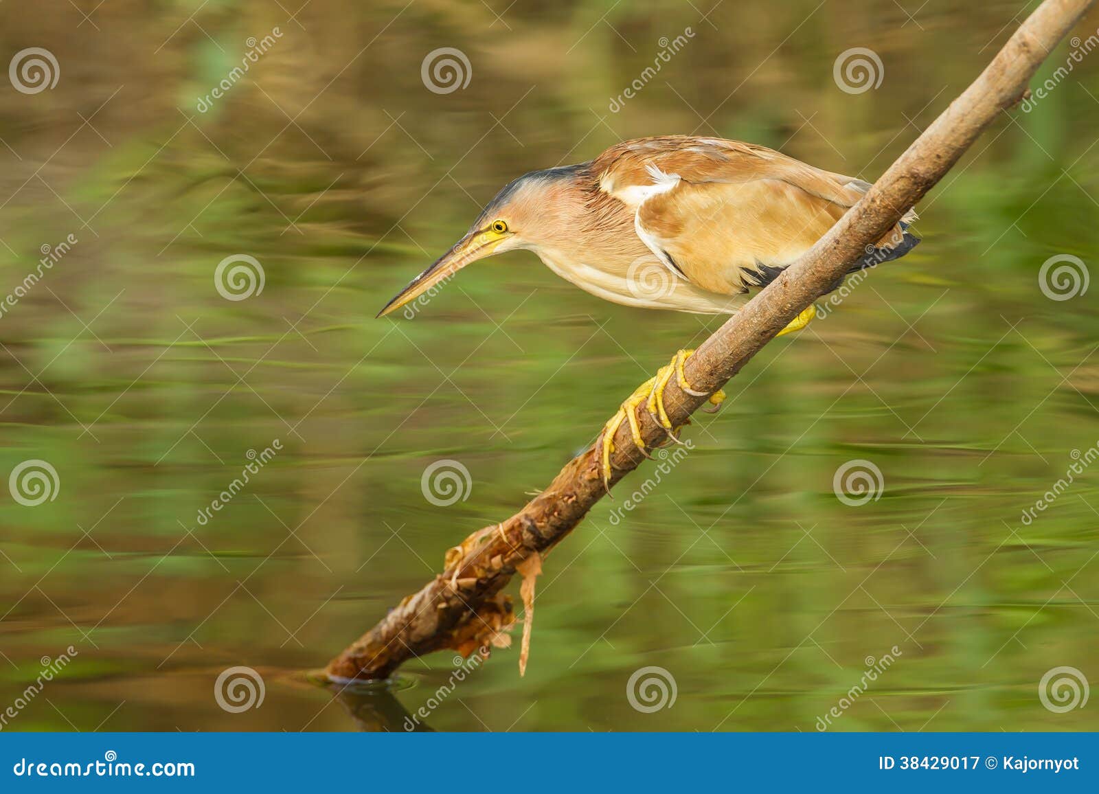 Yellow Bittern stock image. Image of branch, heron, avian - 38429017