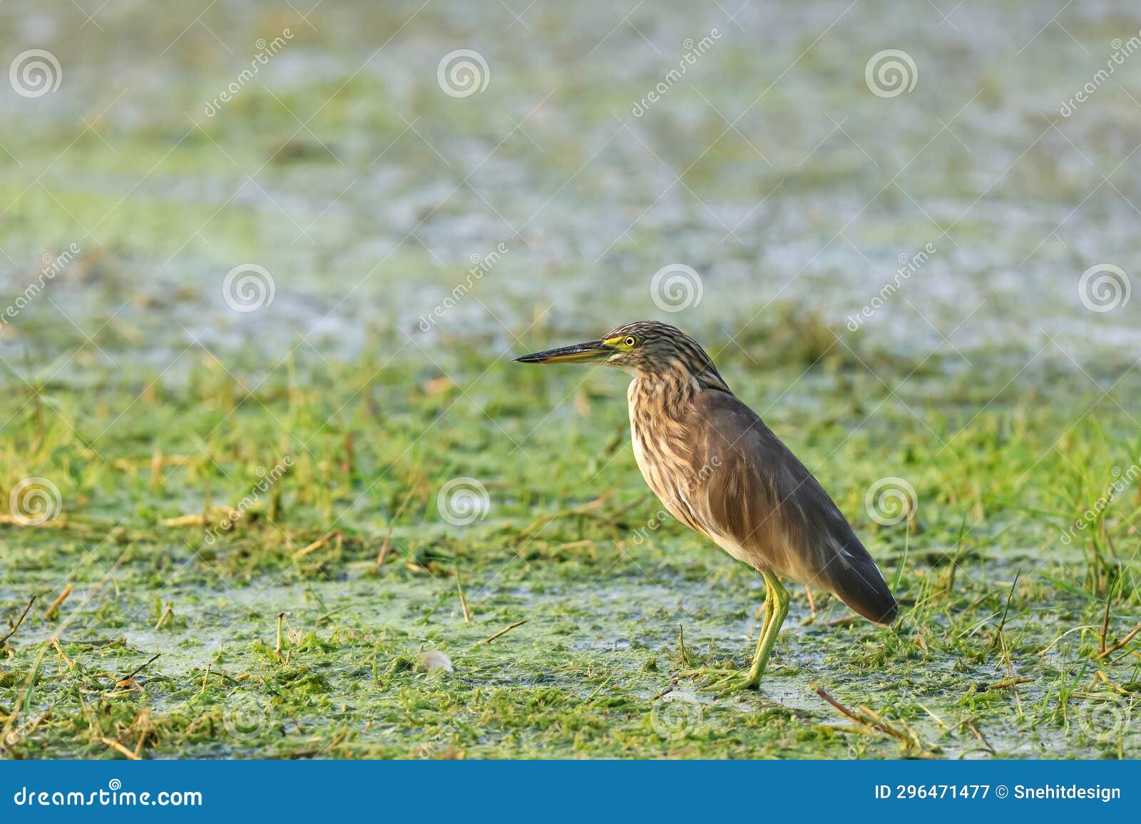 Yellow Bittern Bird in Green Marsh Lands in Rural India Stock Image ...