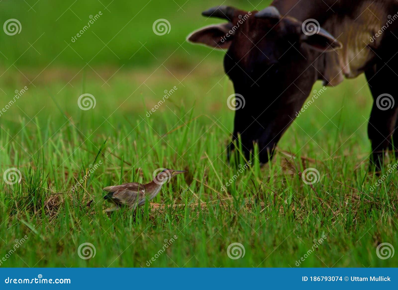 Yellow Bittern Bird in Habitat Shot Stock Photo - Image of feather ...