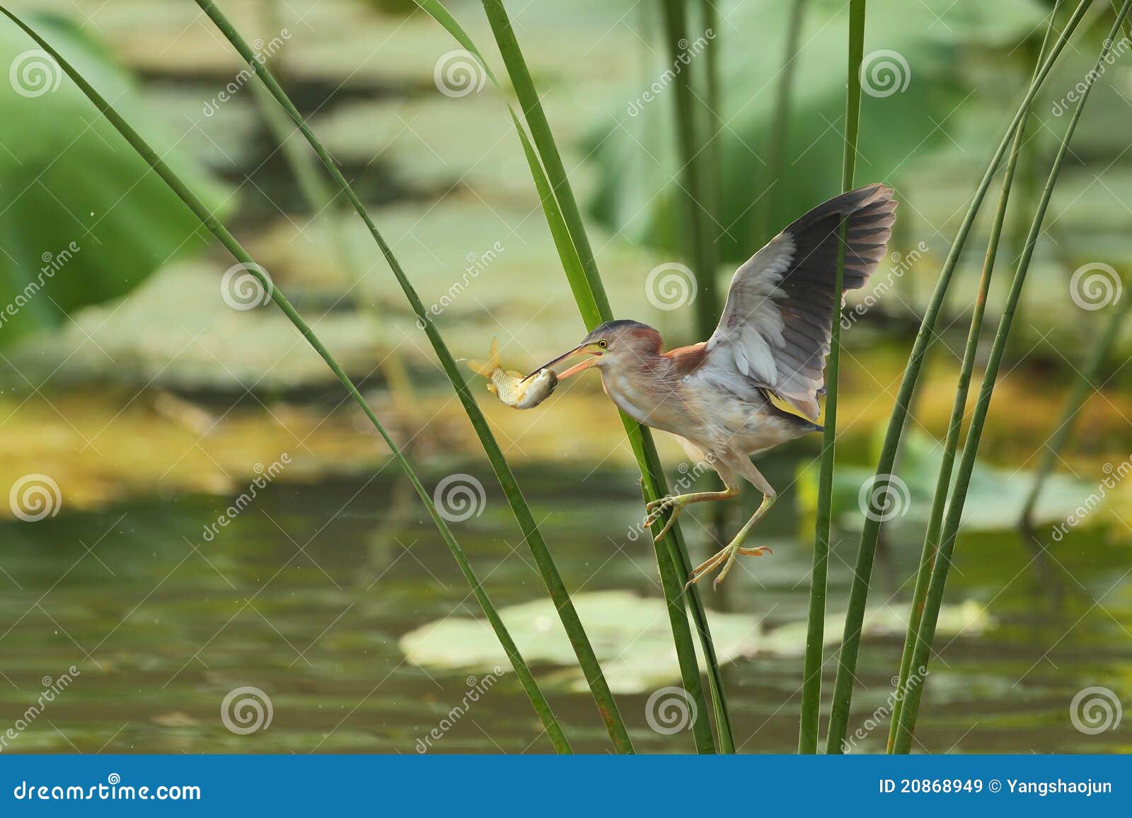 Yellow bittern flying stock image. Image of plant, feather - 20868949