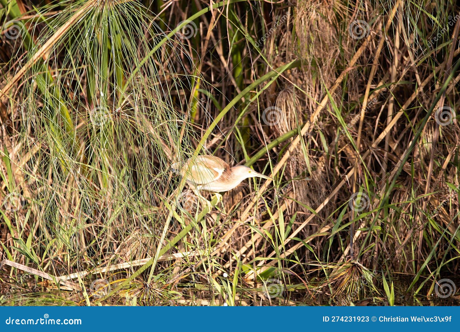 Yellow Bittern, Ixobrychus Sinensis, in Reed Stock Image - Image of ...