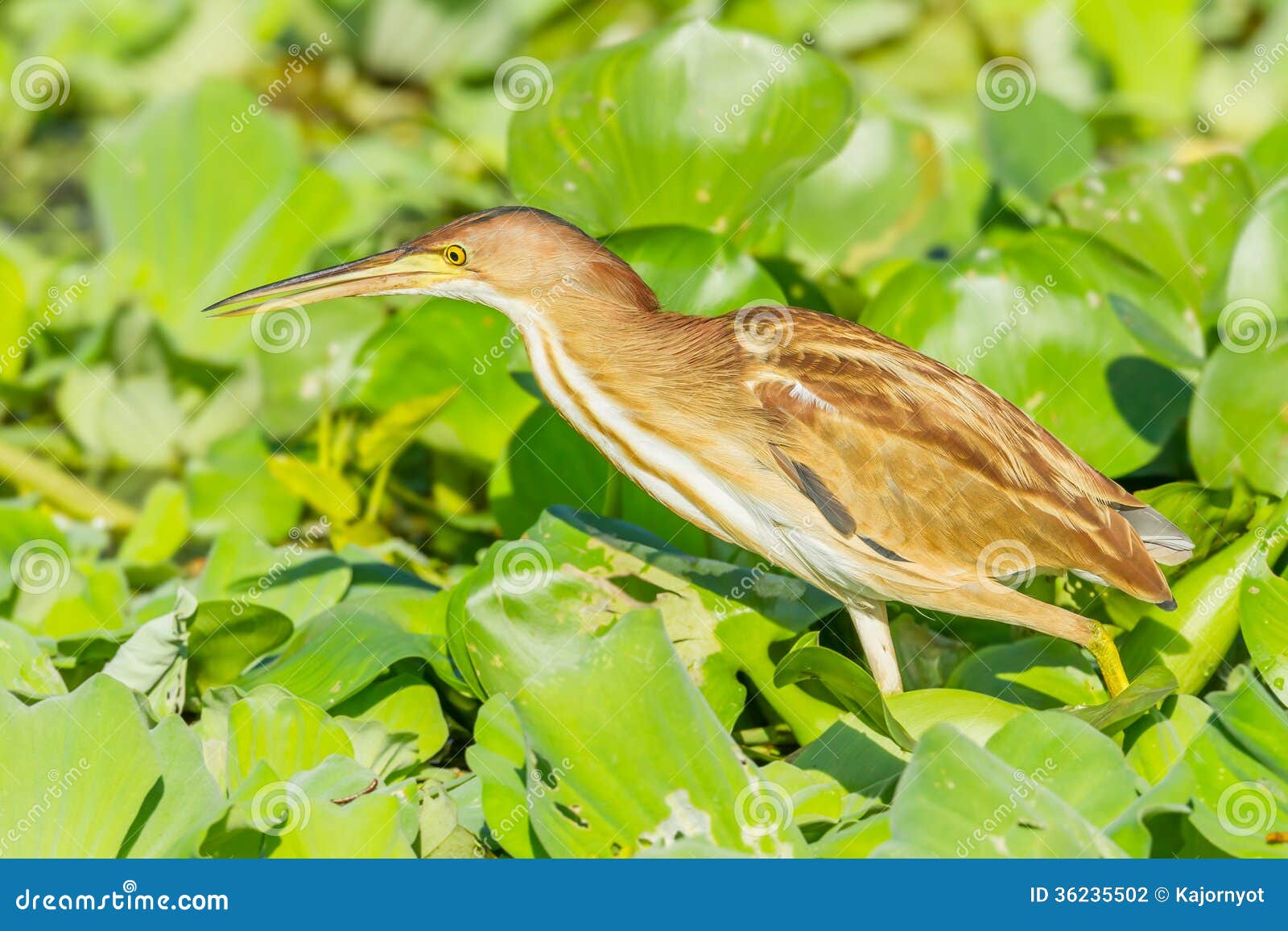 Yellow Bittern stock photo. Image of precipice, pose - 36235502