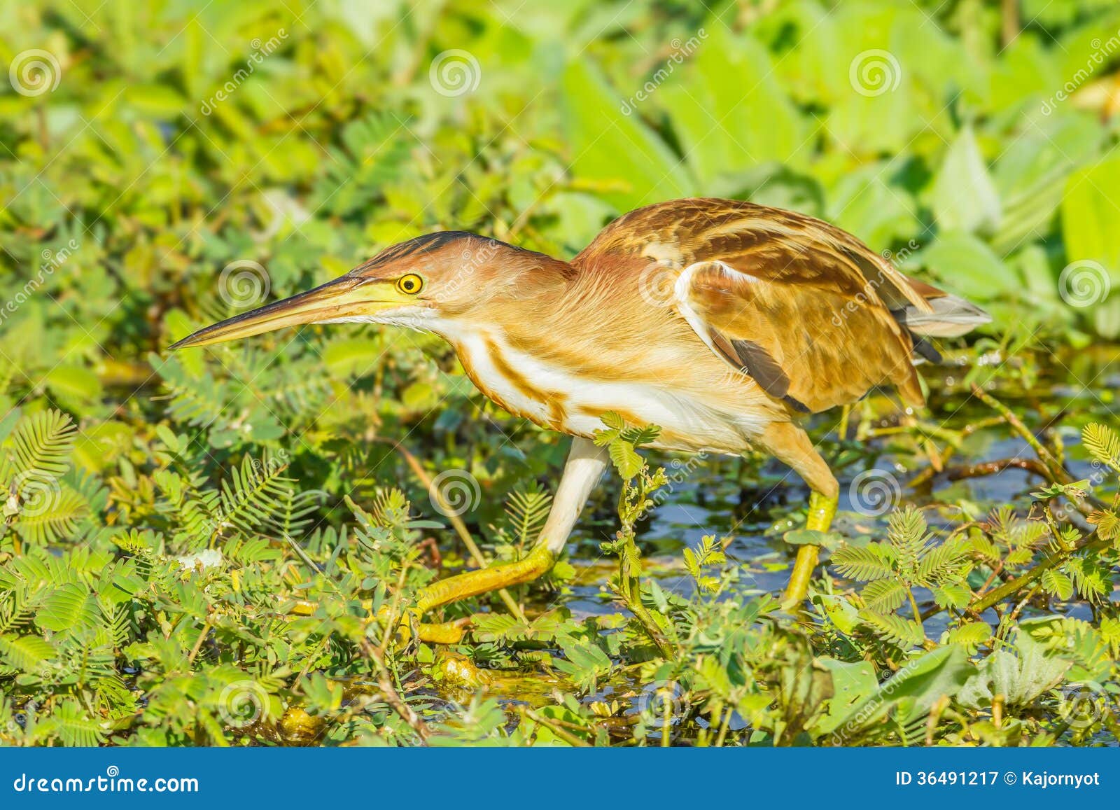 Yellow Bittern(Ixobrychus Sinensis) Stock Image - Image of juvenile ...