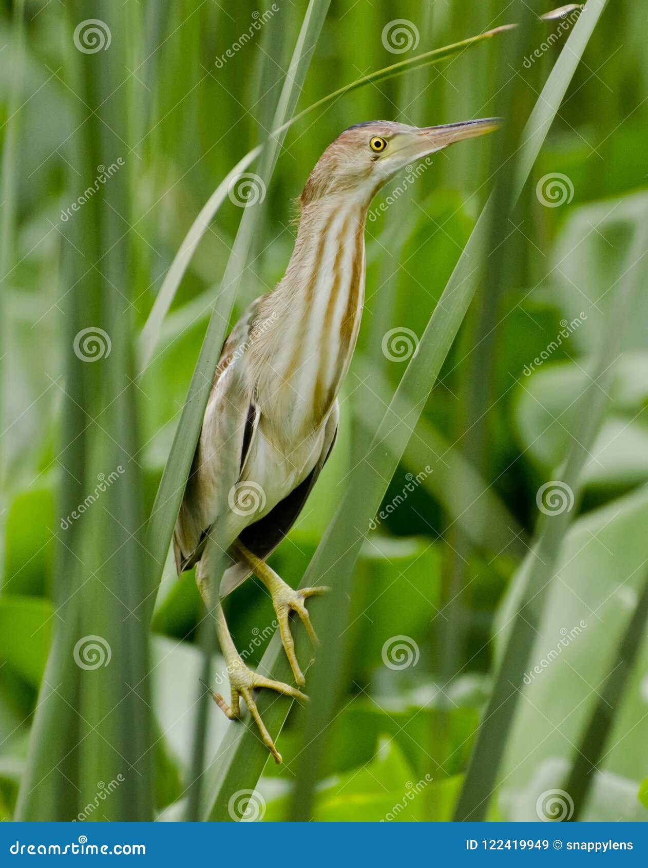A yellow bittern stock image. Image of plant, yellow - 122419949