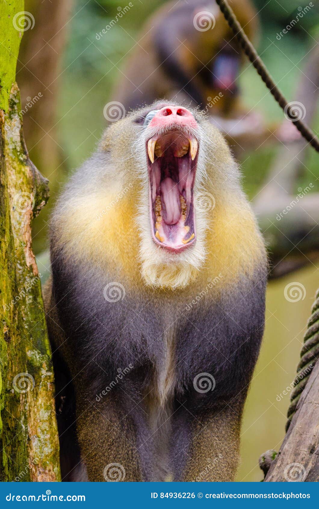 Yellow Black Baboon Picture. Image: 84936226