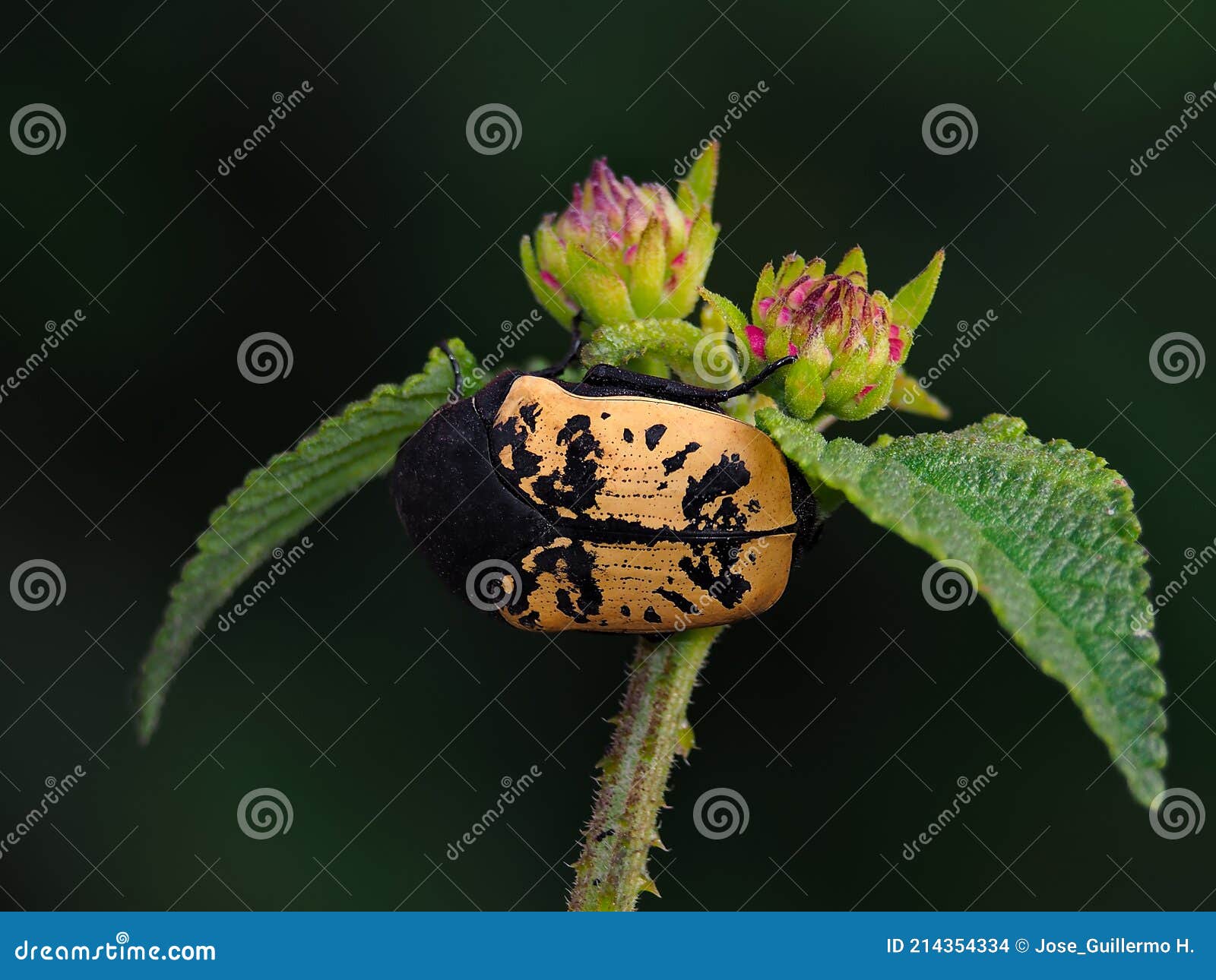 Yellow and Black Back Beetle on a Branch Stock Photo - Image of ...