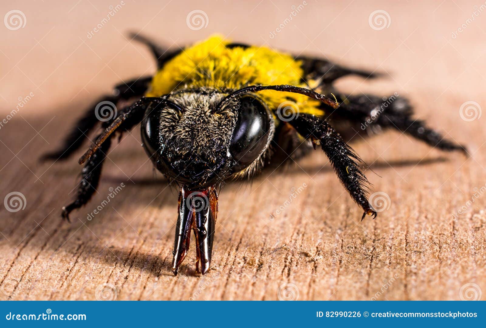 Yellow Black Bee On Brown Wooden Surface Picture. Image: 82990226