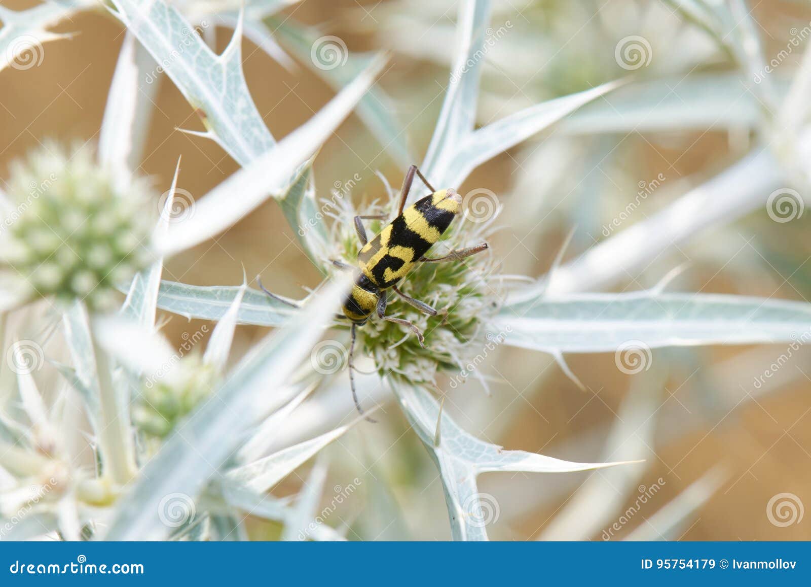 Yellow and Black Beetle stock image. Image of flowers - 95754179