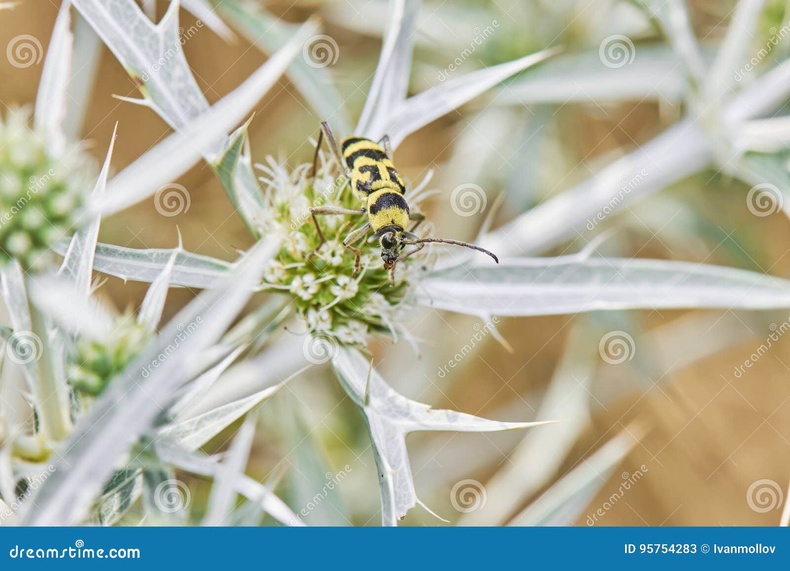 Yellow and Black Beetle stock image. Image of clytus - 95754283