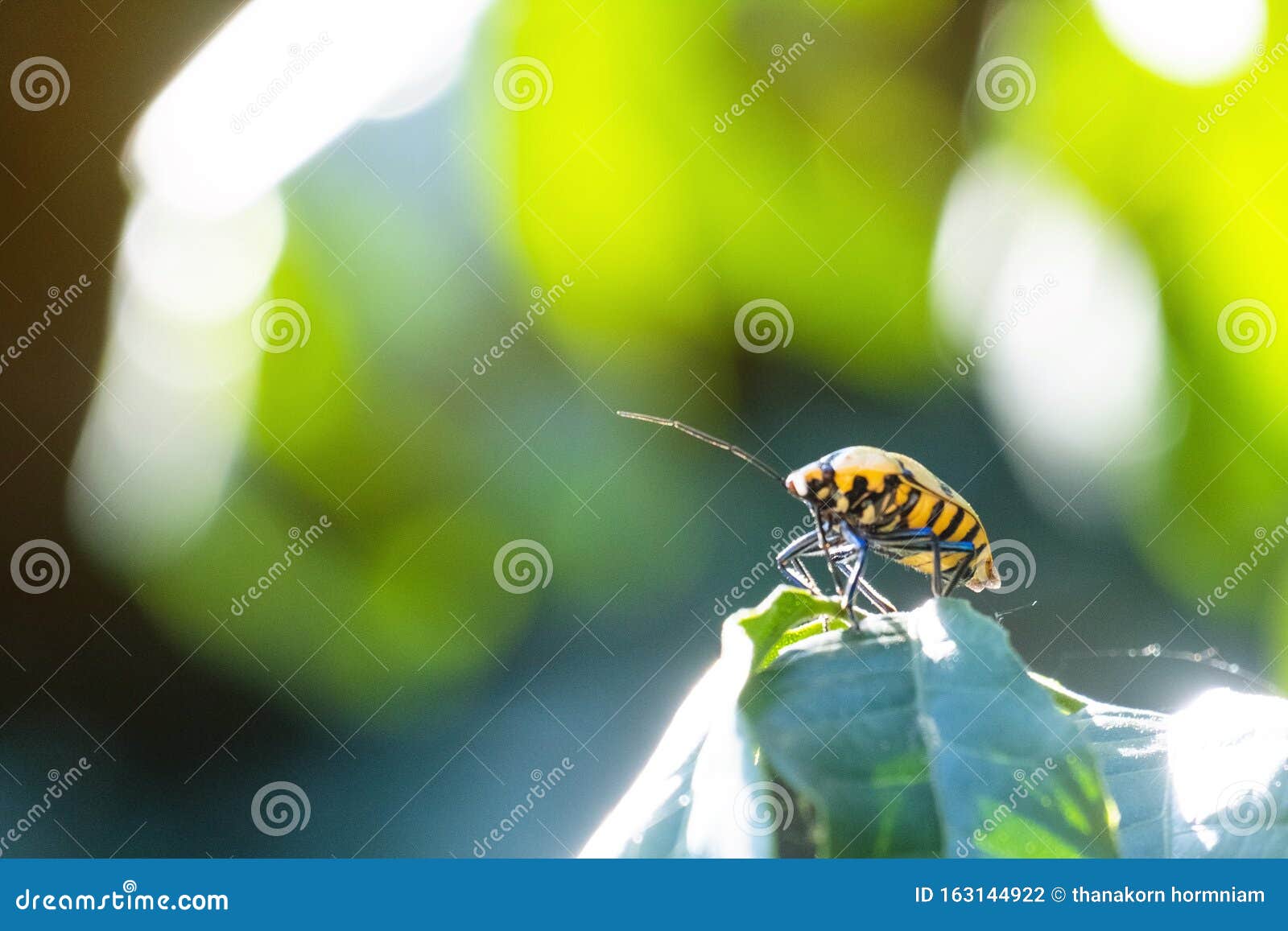 Yellow and Black Bug on Green Leaf Stock Photo - Image of leaf, natural ...