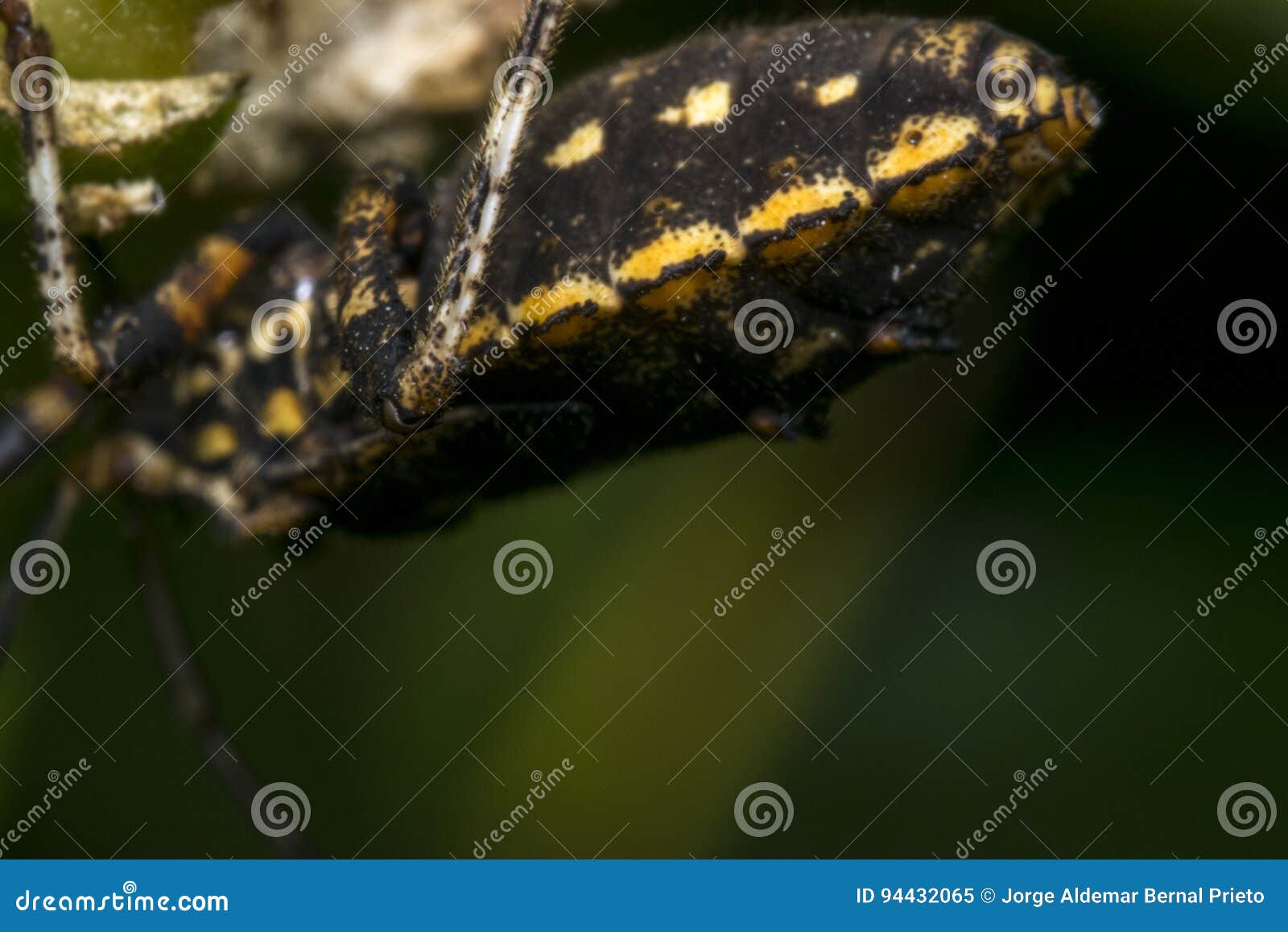 Yellow and Black Bug on a Leaf Stock Image - Image of view, animal ...