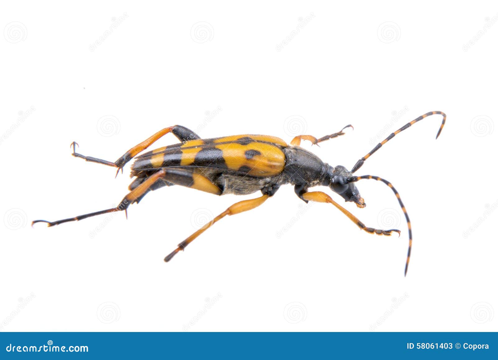 Yellow Black Bug on a White Background Stock Image - Image of closeup ...