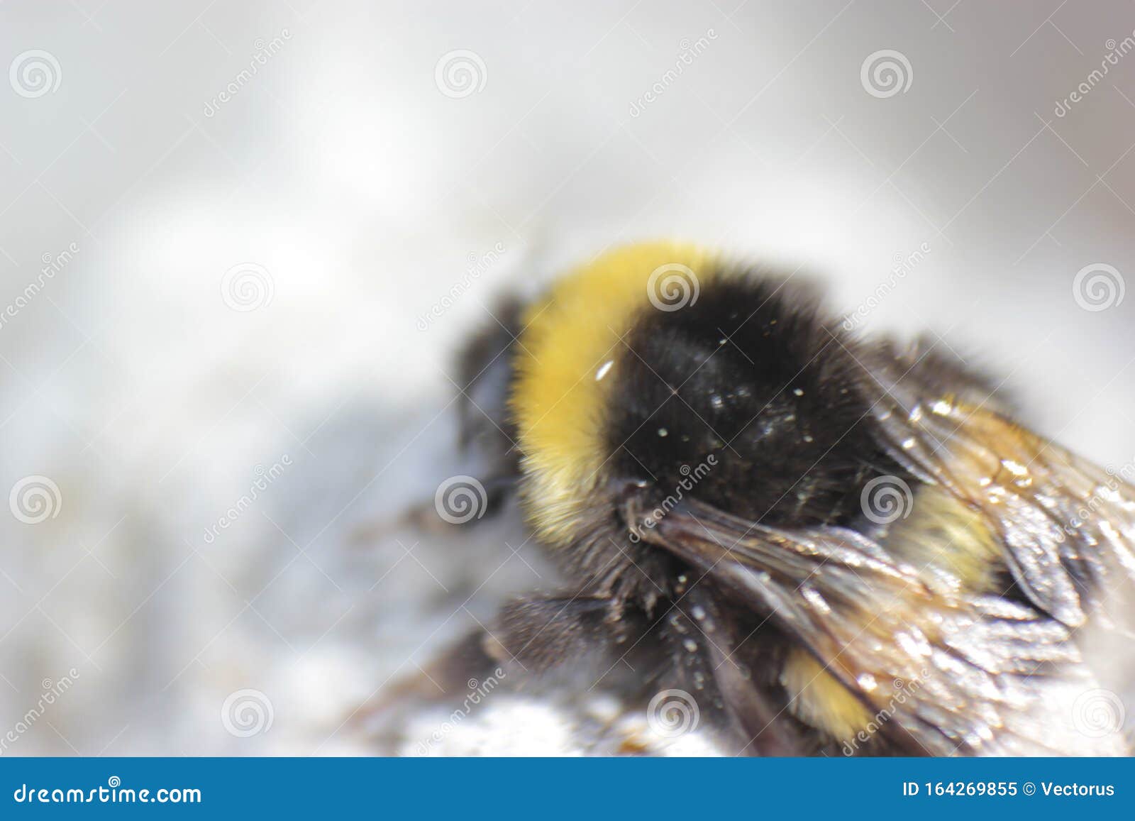 Close Up Photo of a Yellow and Black Bumblebee Stock Image - Image of ...