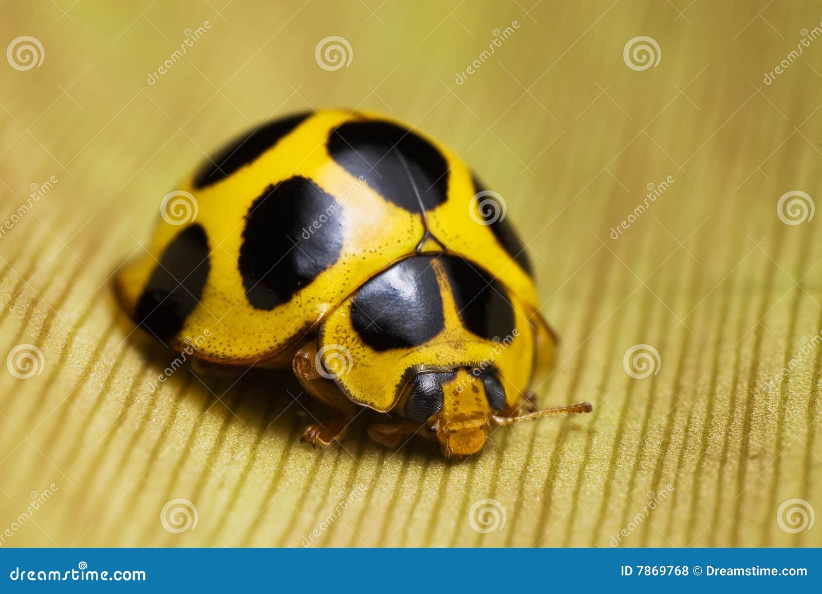 Yellow and Black Dot Ladybug Stock Photo - Image of closeup, fauna: 7869768