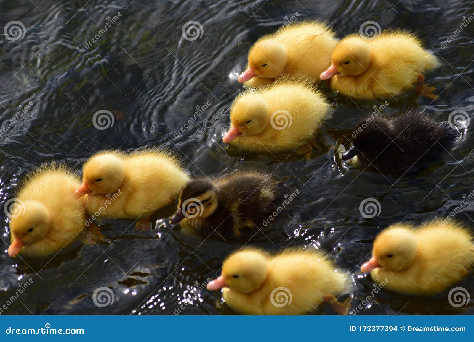 Yellow and Black Ducklings Having a Swim Stock Photo - Image of quack ...