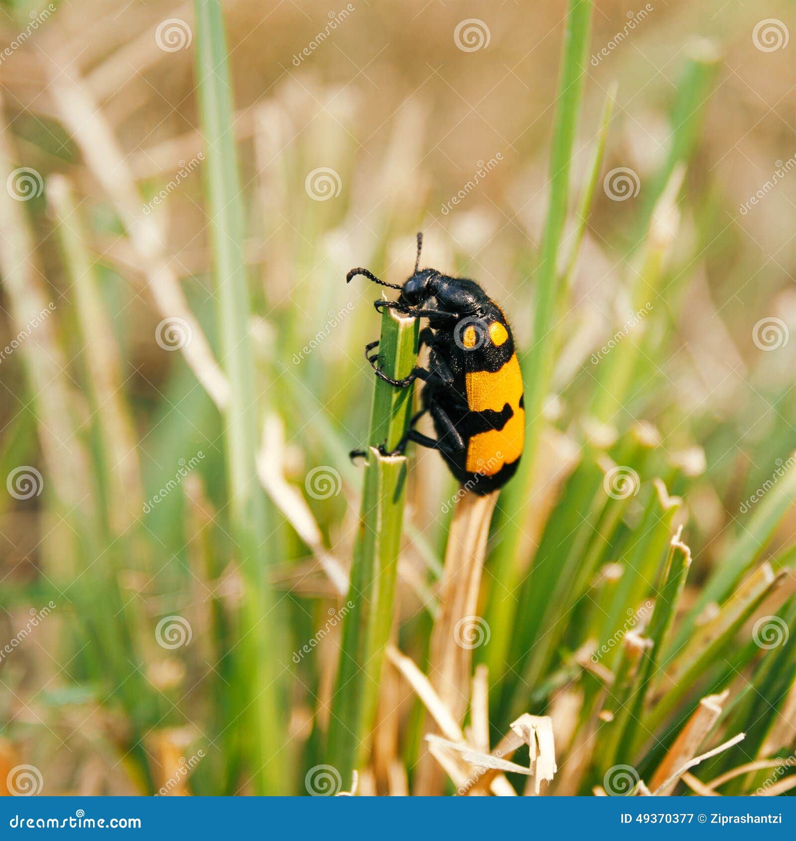 Yellow black grass insect stock image. Image of black - 49370377