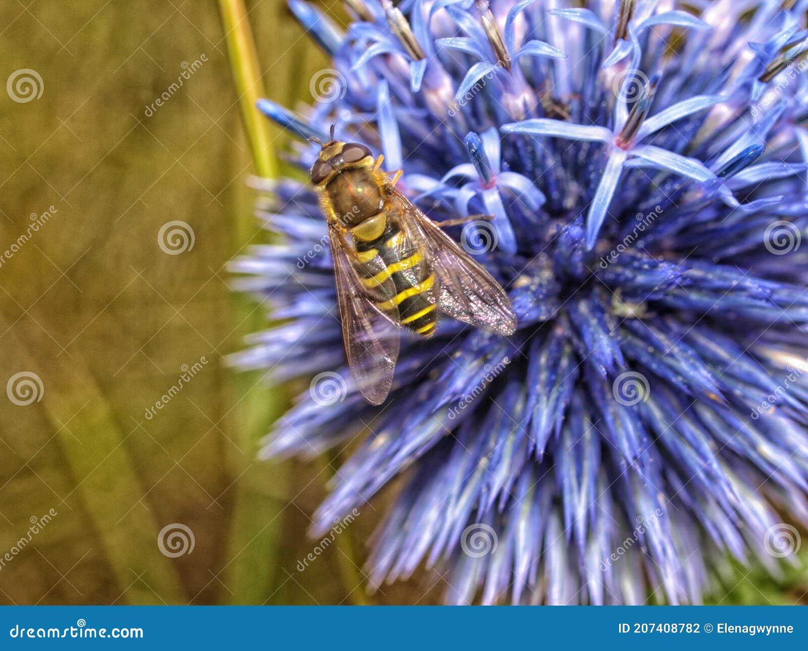 A Yellow and Black Hoverfly on a Blue Allium Flower Stock Photo - Image ...