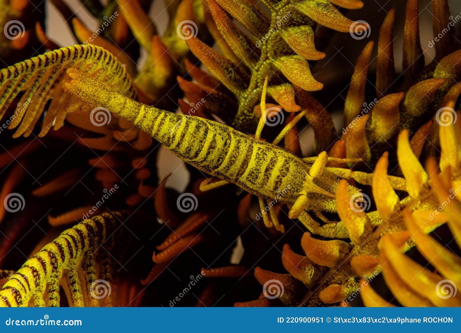 Yellow Black Leopard Crinoid Shrimp Stock Image - Image of barat, life ...