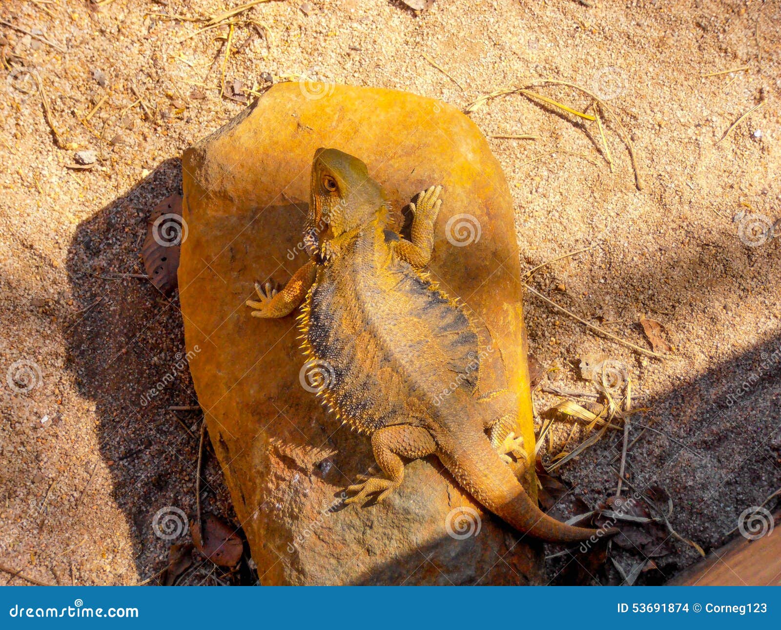 Yellow and Black Lizard Baking on Rock in the Sun Stock Photo - Image ...