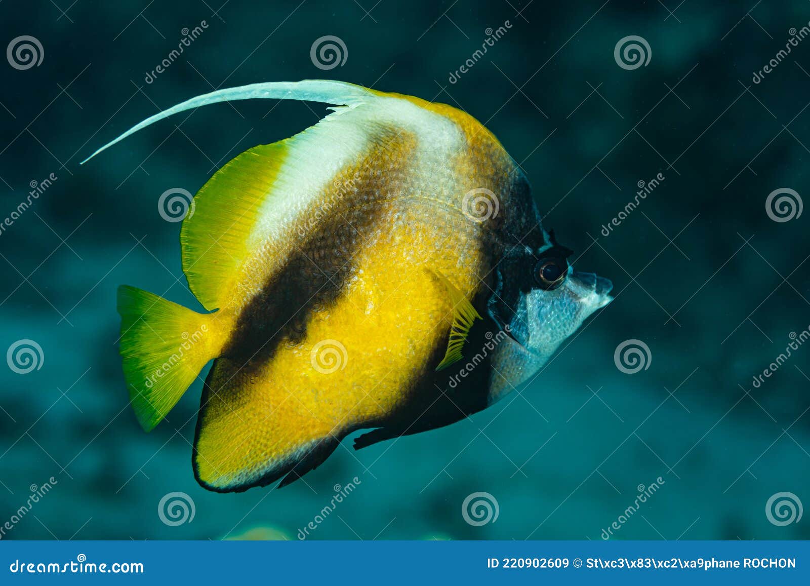 Yellow Black Longfin Bannerfish Fish Stock Image - Image of longfin ...