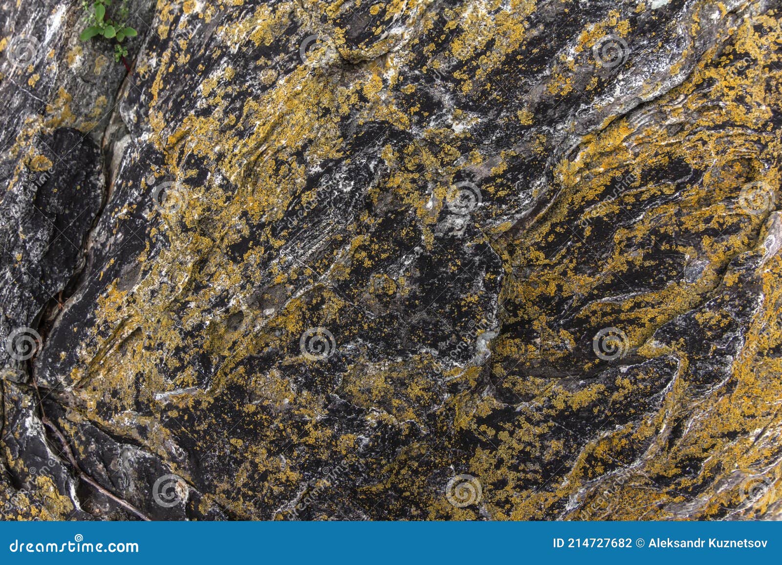 Yellow-black Mold Covers the Surface of the Stone. Stock Photo - Image ...